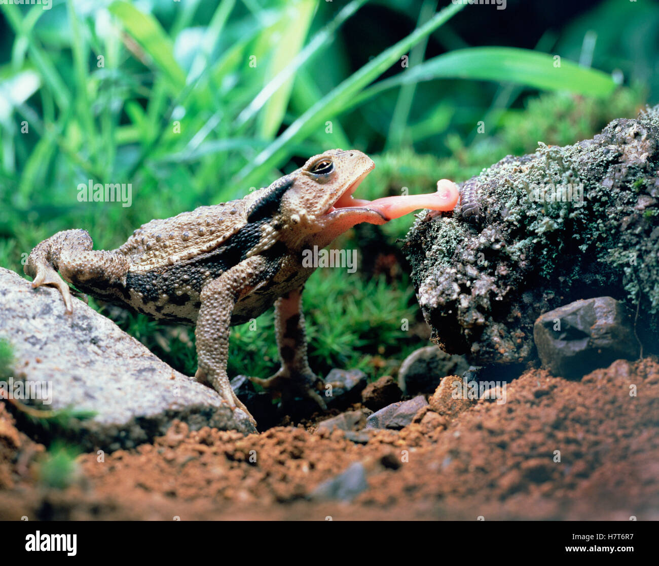 Japanese Toad (Bufo japonicus) catching insect with tongue, Shiga ...