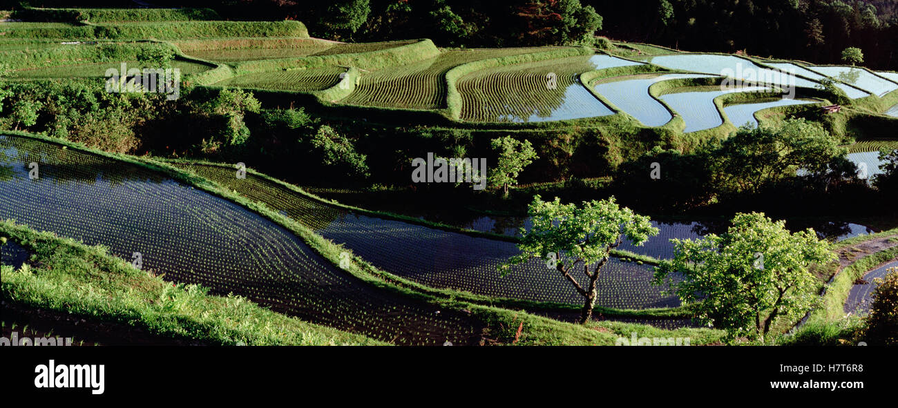 Panoramic view of terraced rice paddies, Shiga, Japan Stock Photo - Alamy