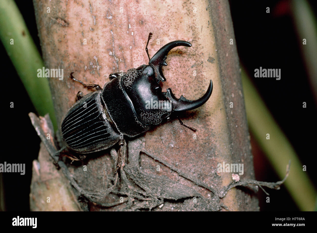Earth-boring Dung Beetle (Aegus acuminatus) portrait, Asia Stock Photo ...