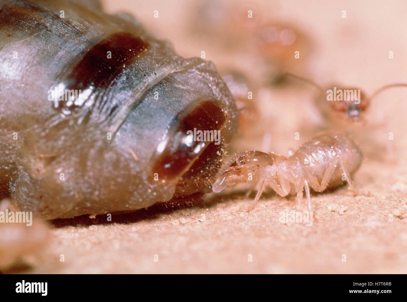 Termite (Macrotermes gilvus) larvae, Africa Stock Photo - Alamy