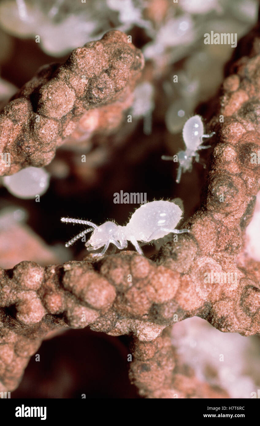 Termite (Macrotermes gilvus) larvae, Africa Stock Photo - Alamy