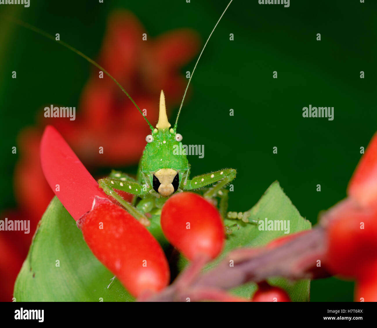 Rhinoceros Spearbearer (Copiphora rhinoceros), Central America Stock ...