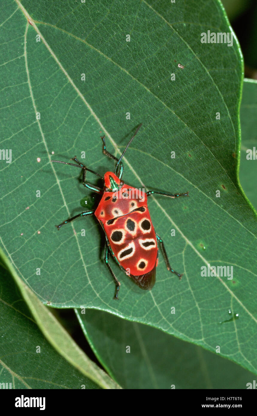 Stink Bug (Cantao ocellatus) on leaf, Asia Stock Photo - Alamy