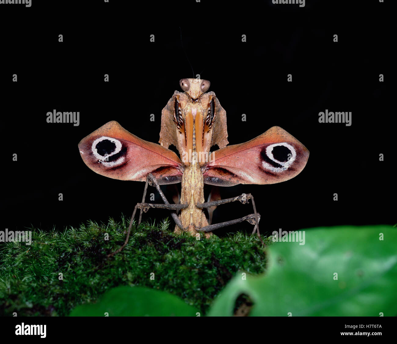 Malaysian Dead-leaf Mantis (Deroplatys desiccata), Asia Stock Photo - Alamy