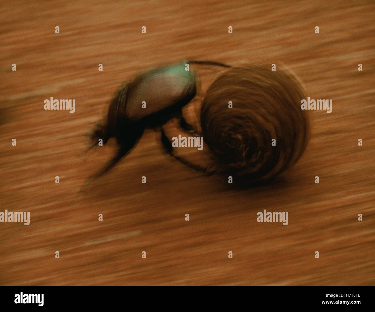 Dung Beetle (Scarabaeidae) rolling dung ball, Kenya Stock Photo - Alamy