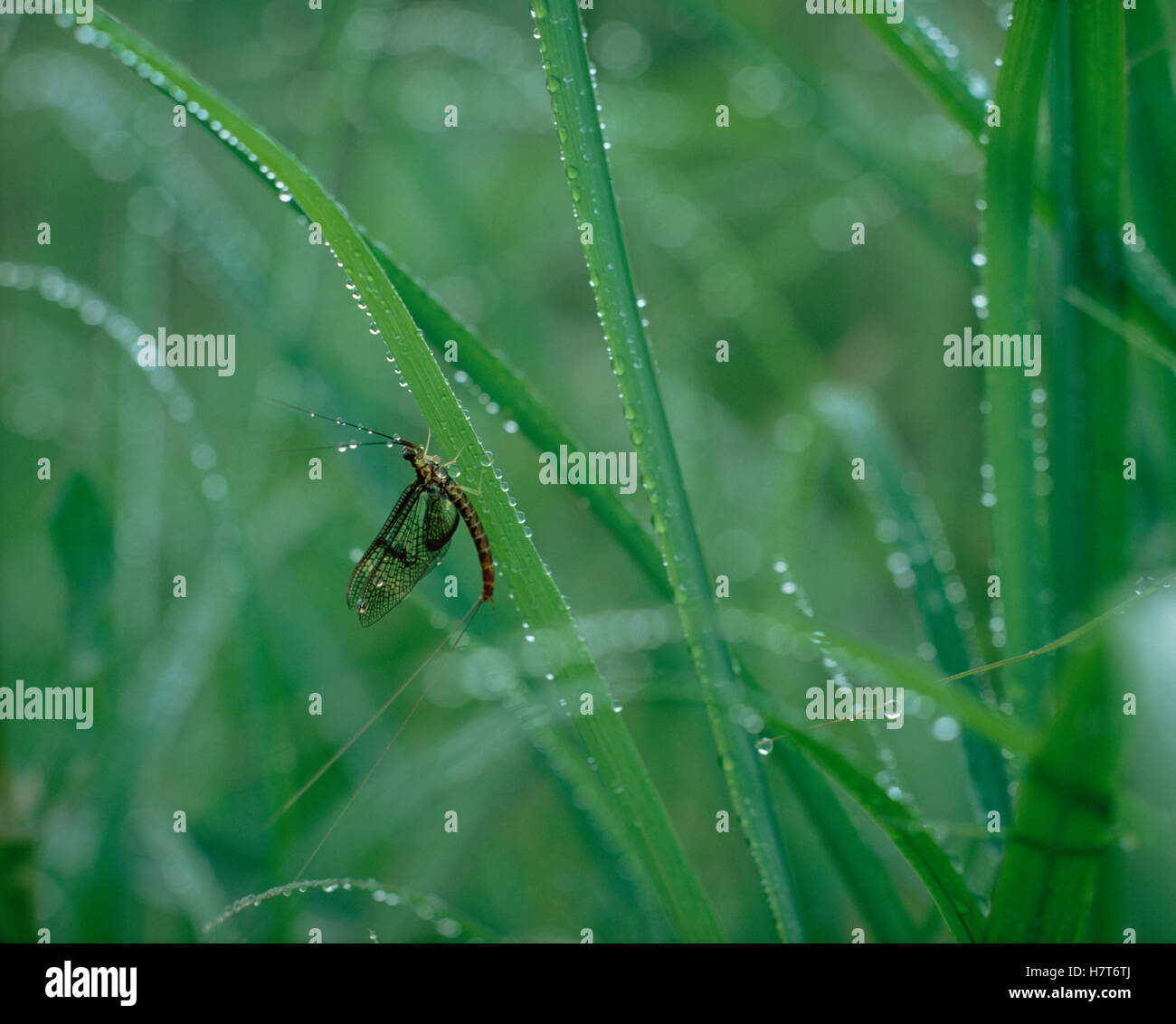 Common Burrower Mayfly (Ephemera sp) on dew covered grass, Shiga, Japan Stock Photo - Alamy
