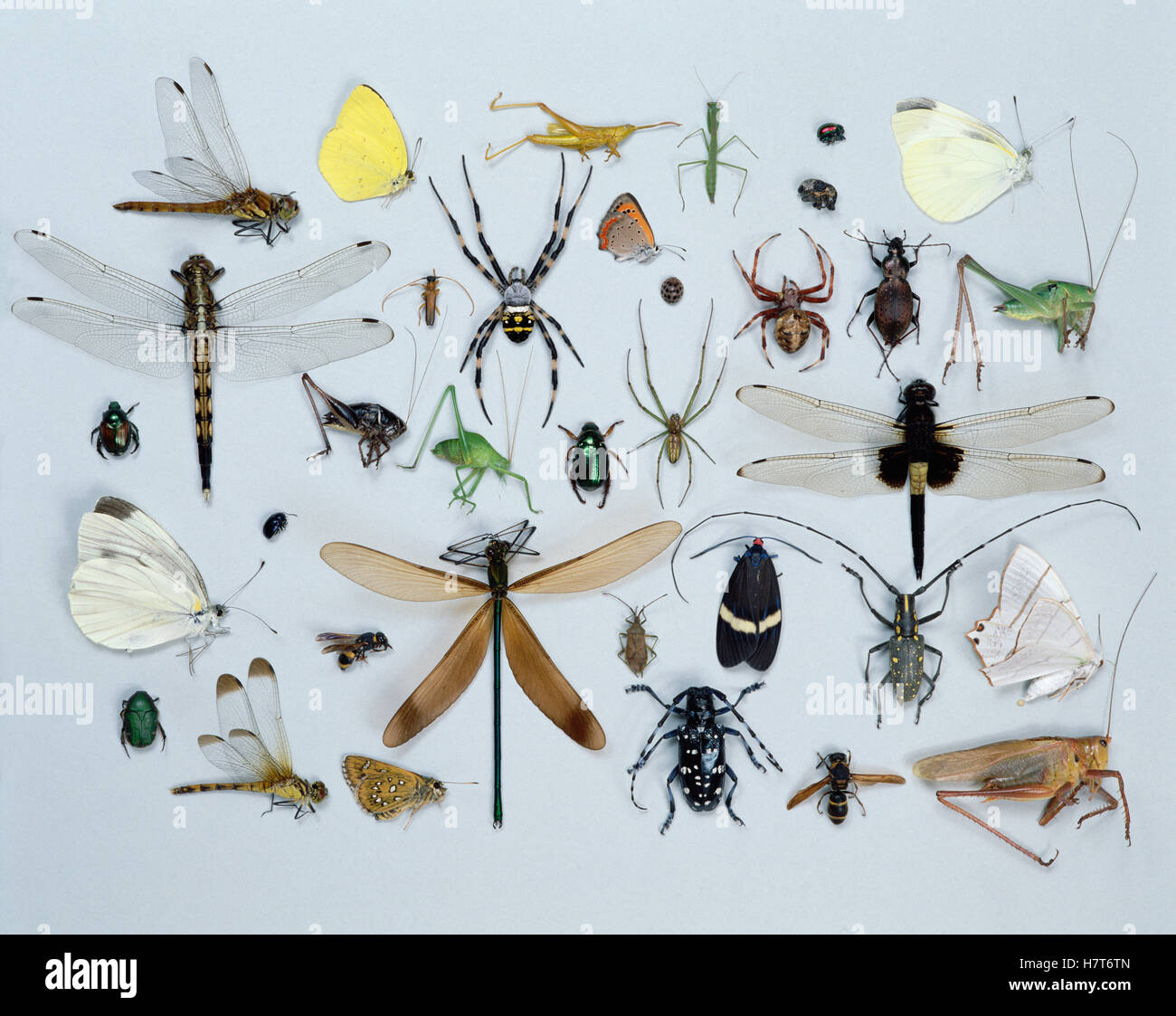 Collection of insect specimens showing variety of shapes and sizes ...