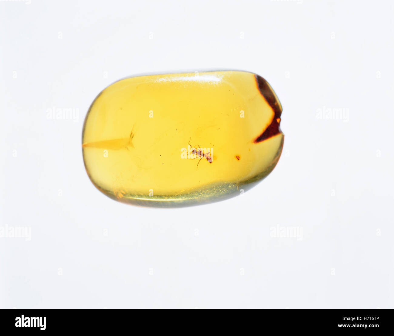 Ant inside piece of amber, Australia Stock Photo - Alamy
