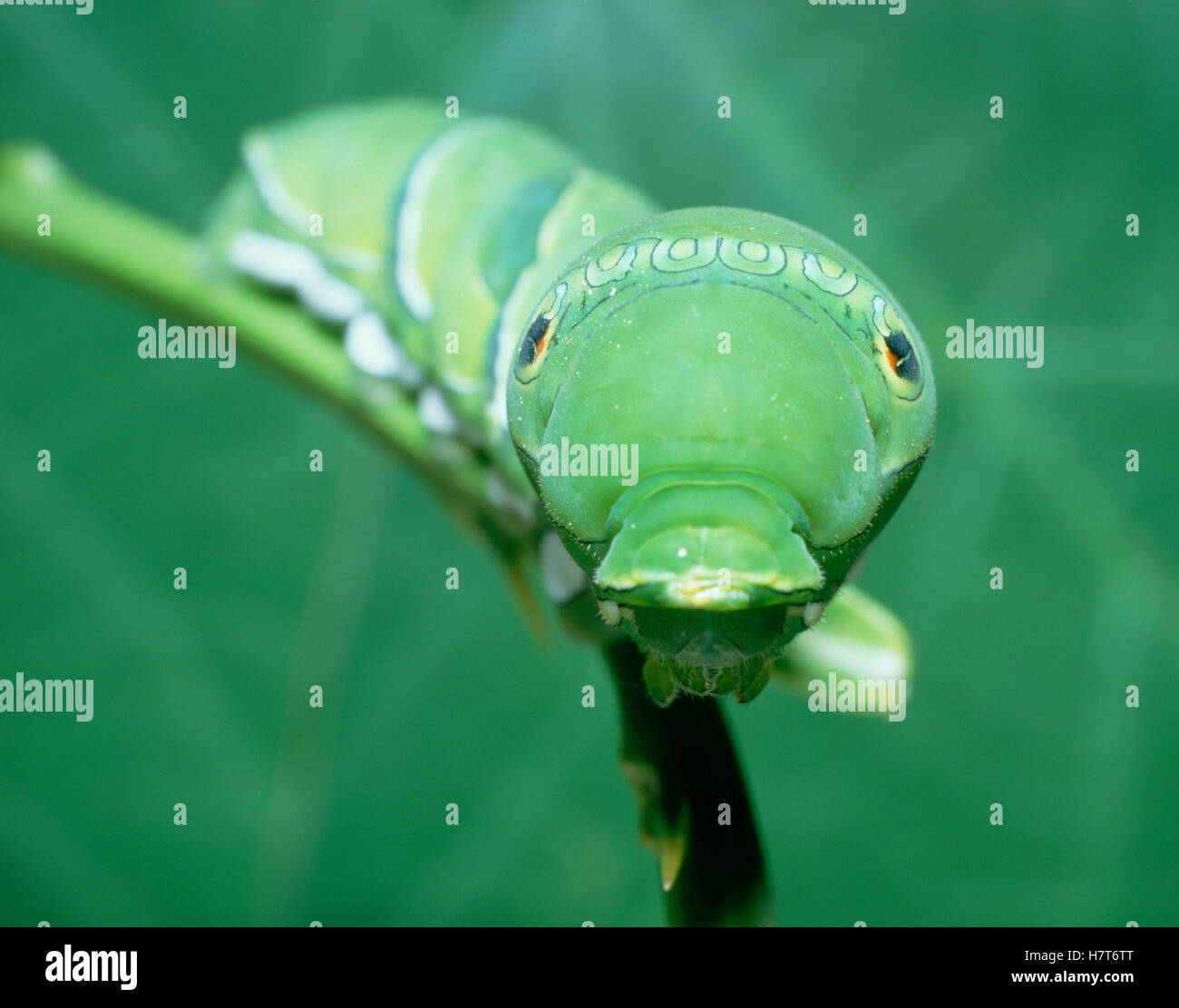 Citrus Swallowtail (Papilio xuthus) butterfly caterpillar showing false ...