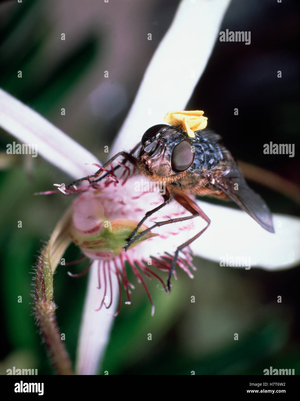 Insect pollinating Spider Orchid, Australia Stock Photo - Alamy