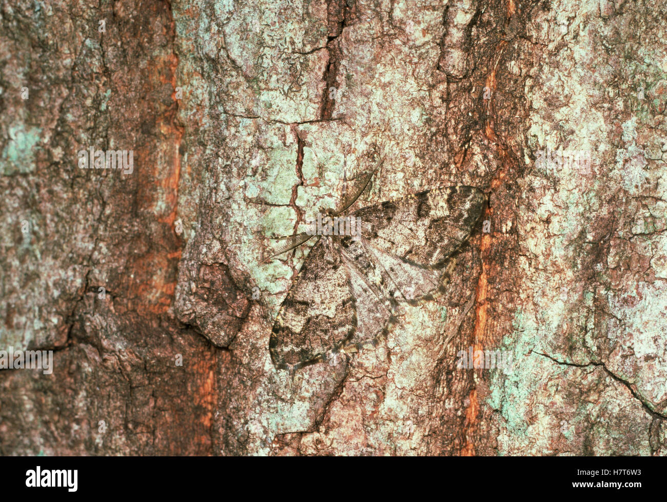 Looper Moth (Geometridae) camouflaged on tree, Shiga, Japan Stock Photo ...