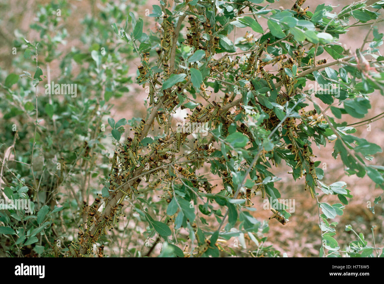 Desert Locust (Schistocerca gregaria) group on bush, Africa Stock Photo ...