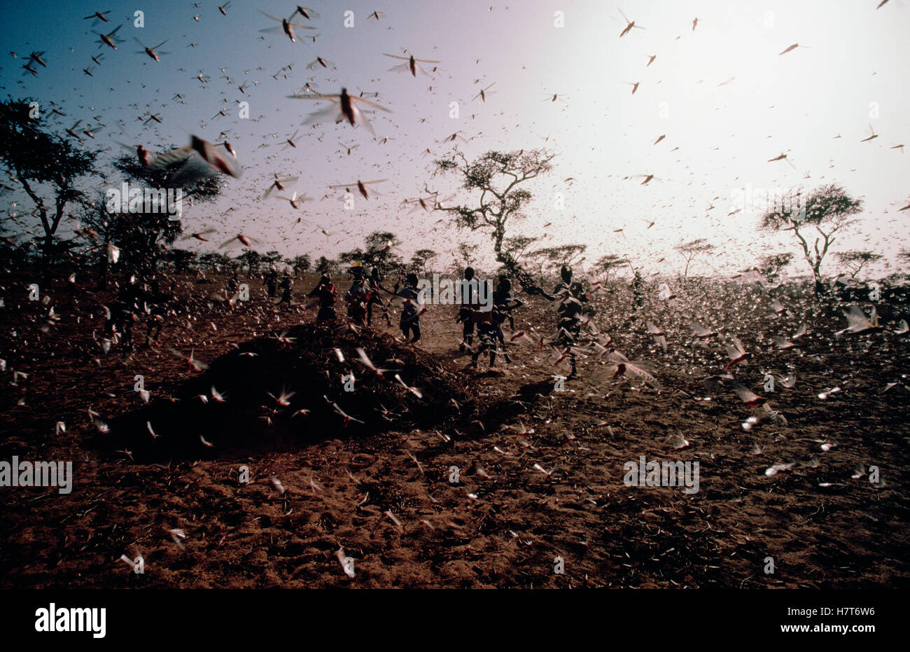 Desert Locust (Schistocerca gregaria) group flying, Africa Stock Photo ...