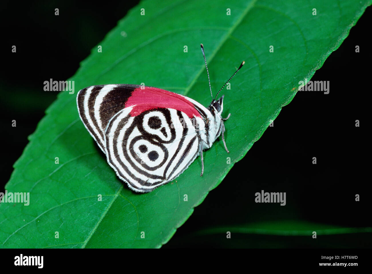 Cramer's Eighty-eight (Diaethria clymena) butterfly, Central America ...