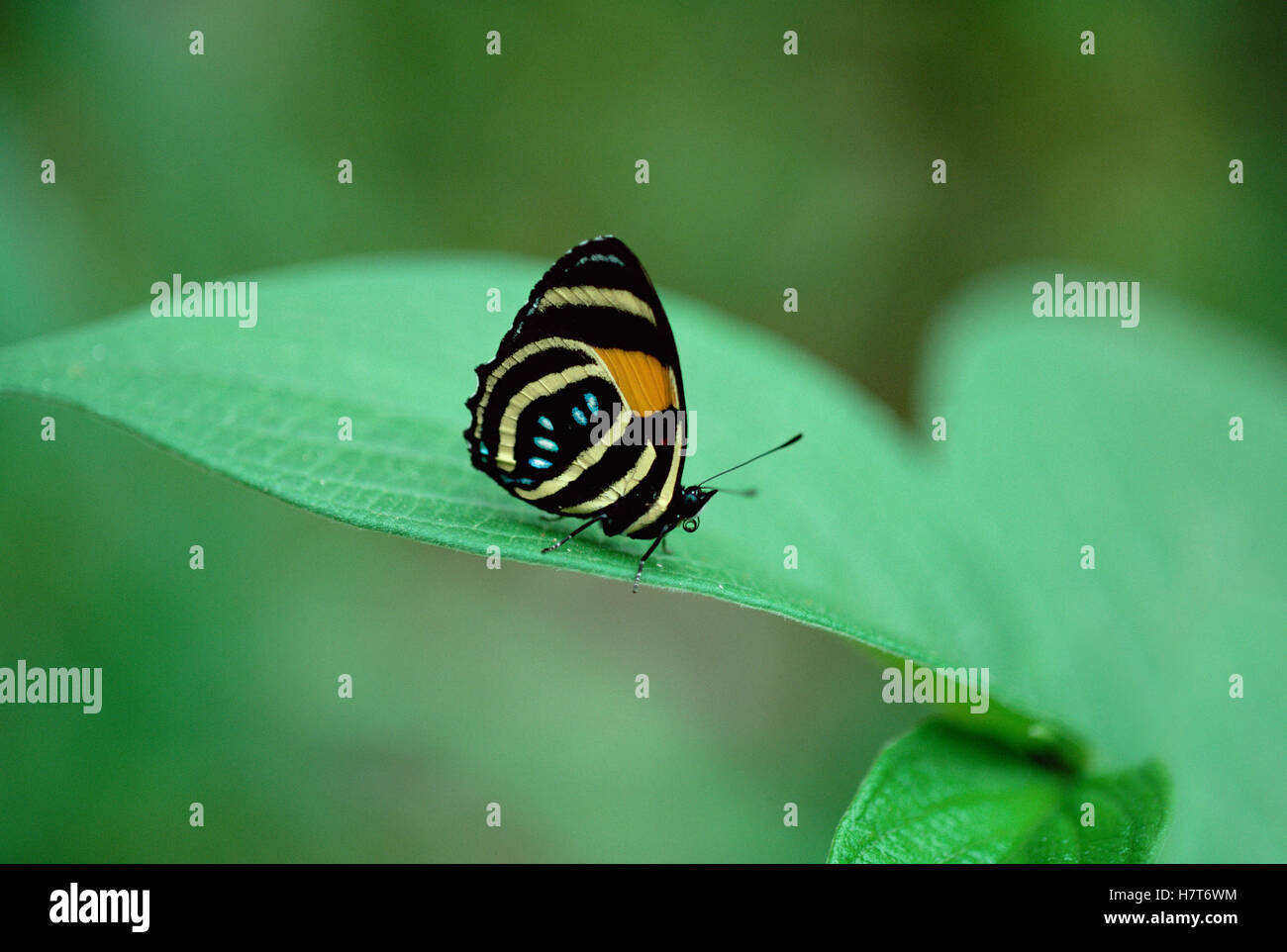 Aegina Beauty (Callicore aegina) butterfly, Central America Stock Photo ...