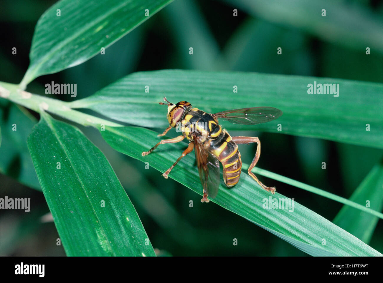 Bee on plant stem, Shiga, Japan Stock Photo - Alamy