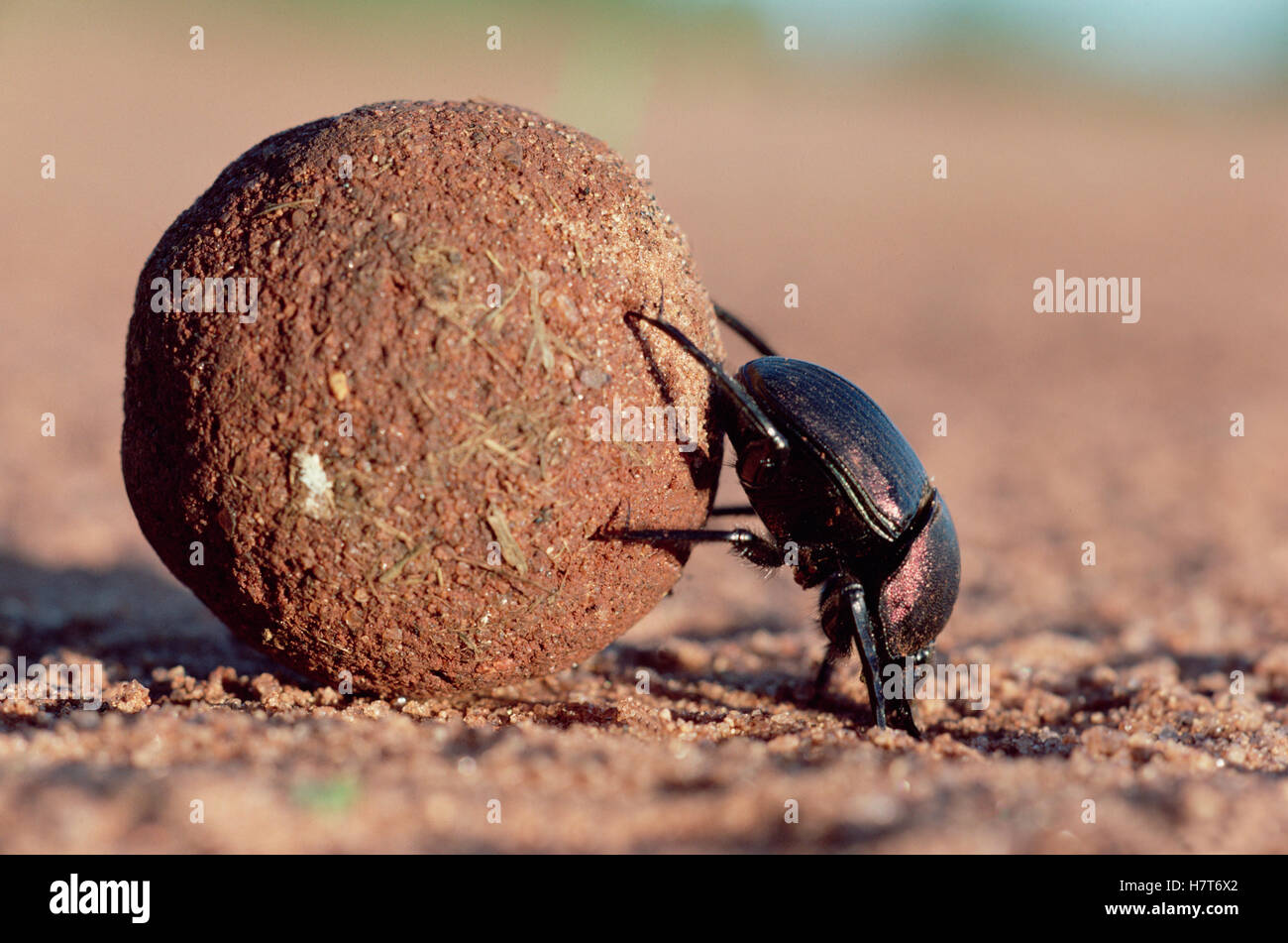 Dung Beetle (Scarabaeidae) rolling dung ball, Kenya Stock Photo - Alamy