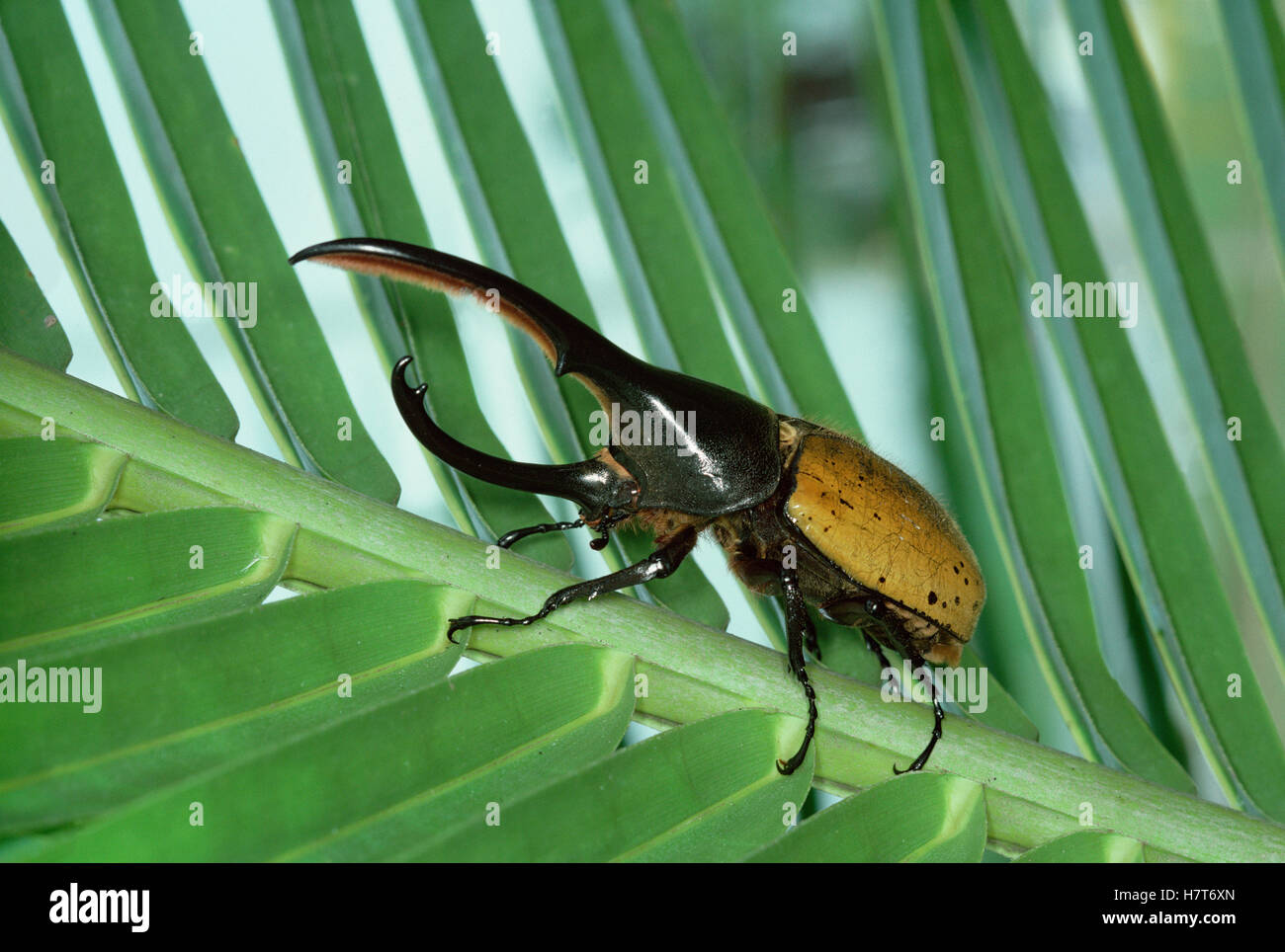 Hercules Scarab Beetle (Dynastes hercules) on palm, side view, South ...