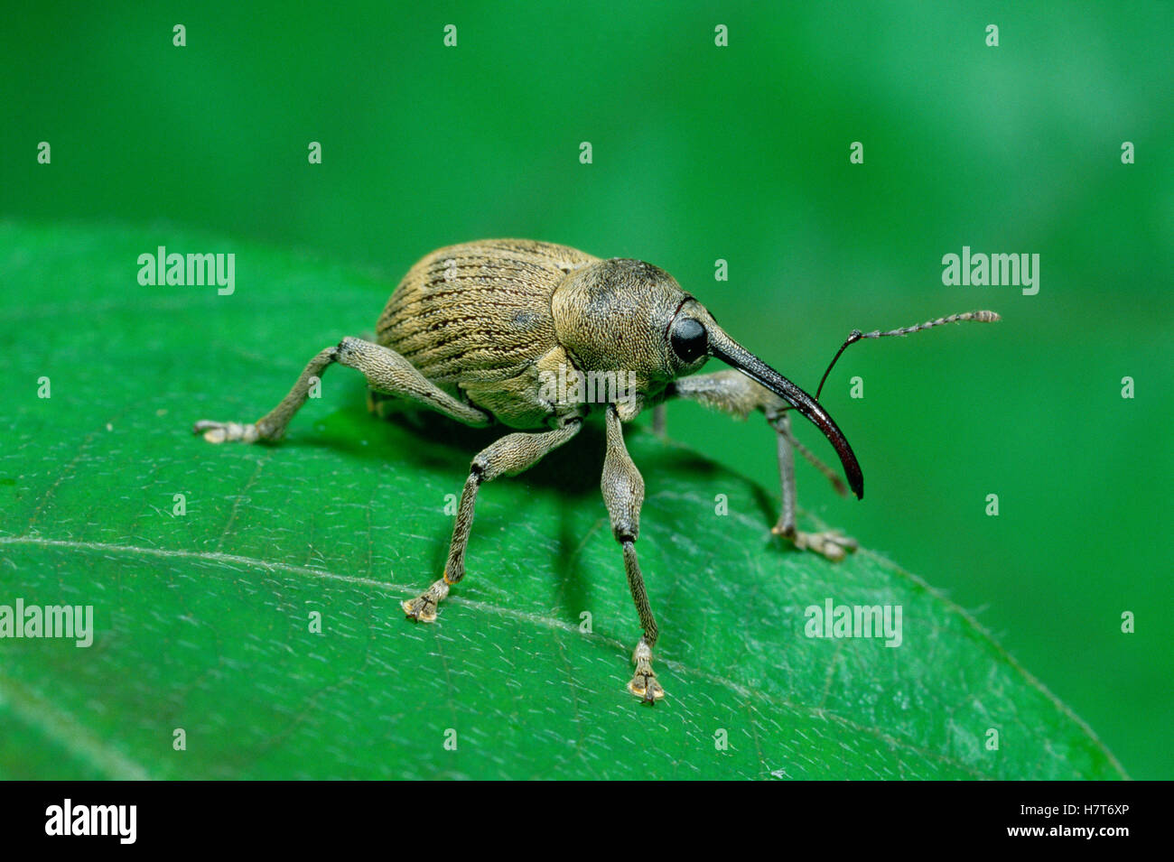 True Weevil (Curculionidae) on leaf, Shiga, Japan Stock Photo - Alamy