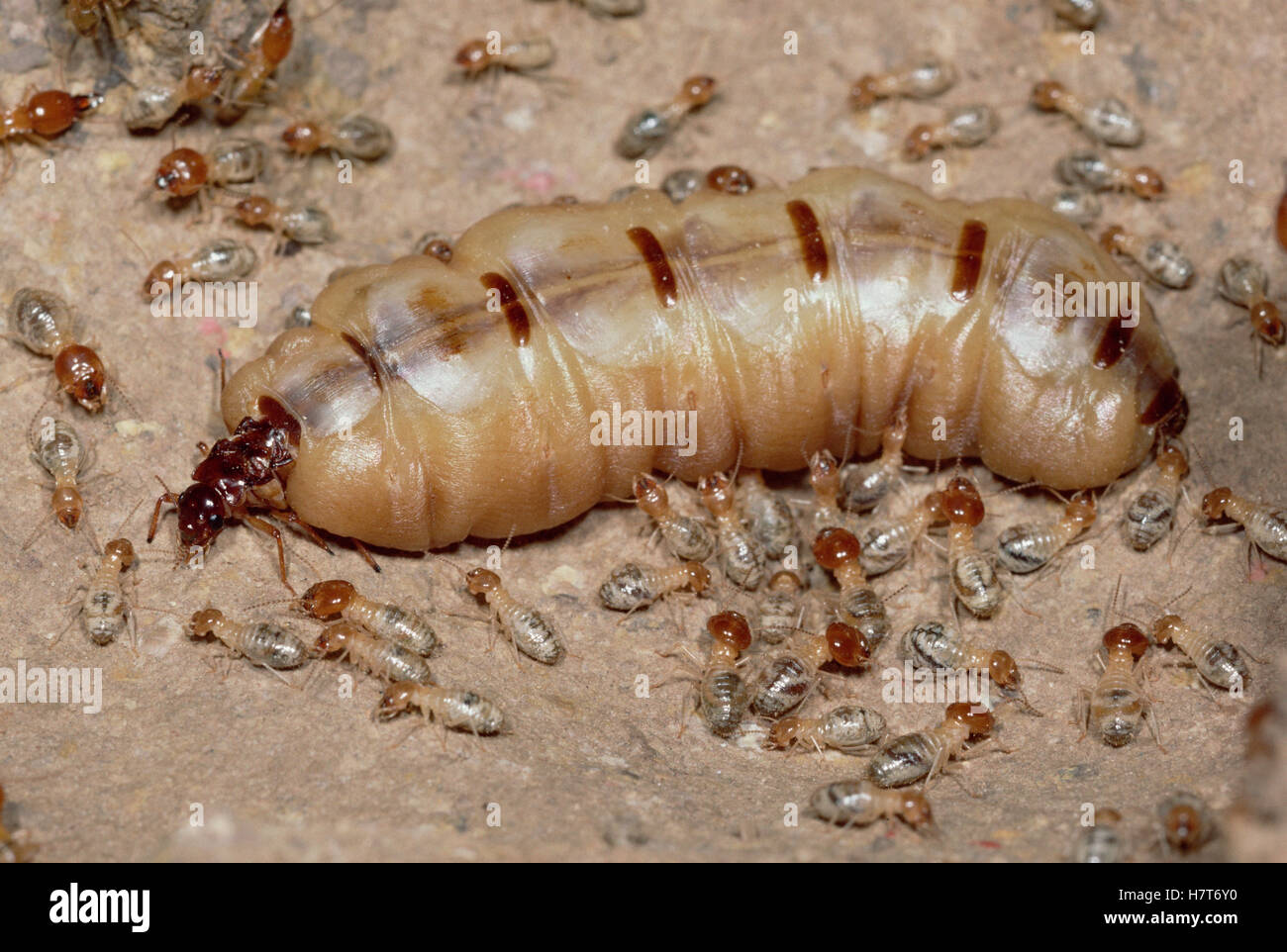 Termite (Macrotermes gilvus) primary queen surrounded by workers ...