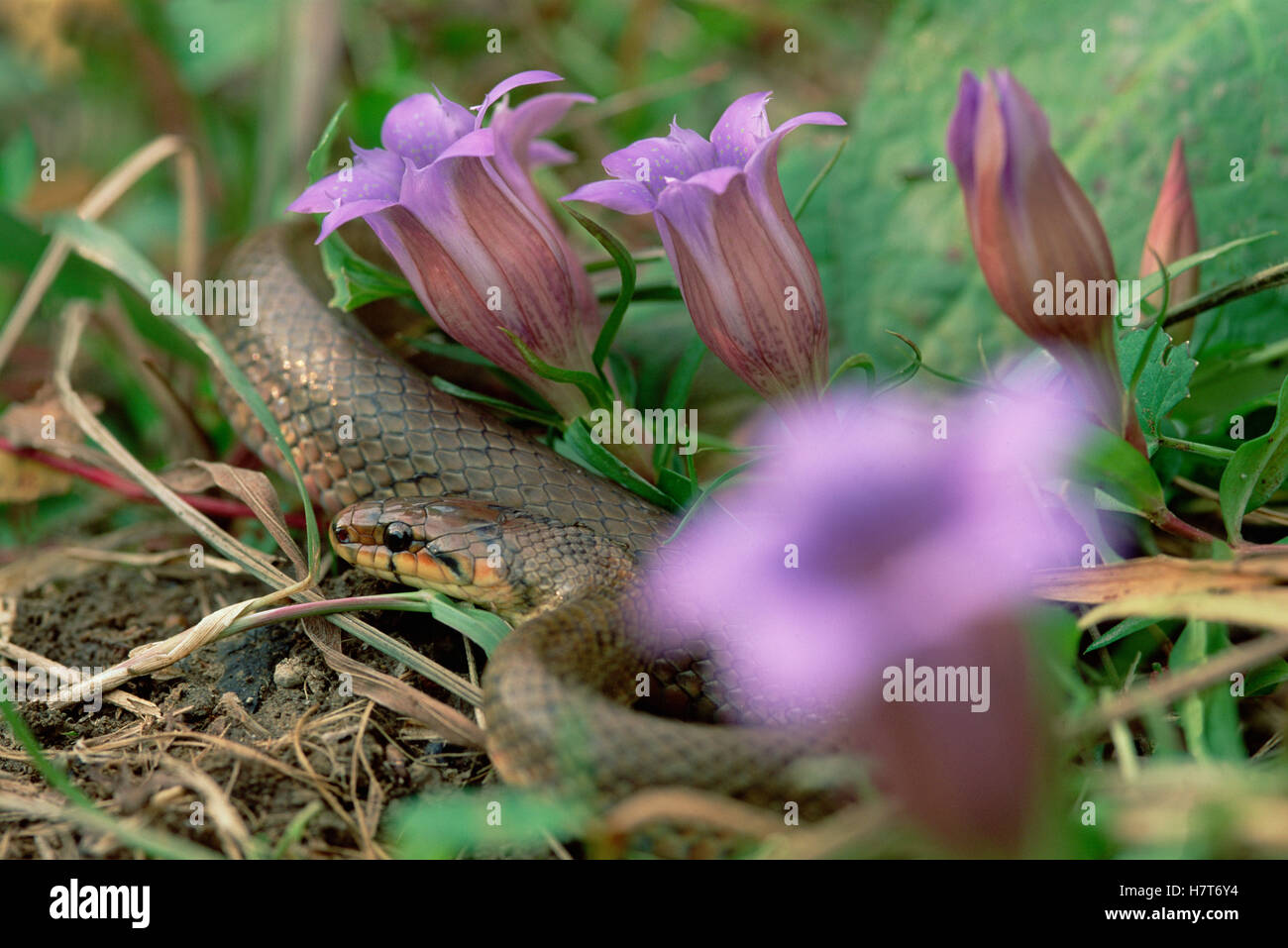 Snake on ground among flowers Stock Photo - Alamy