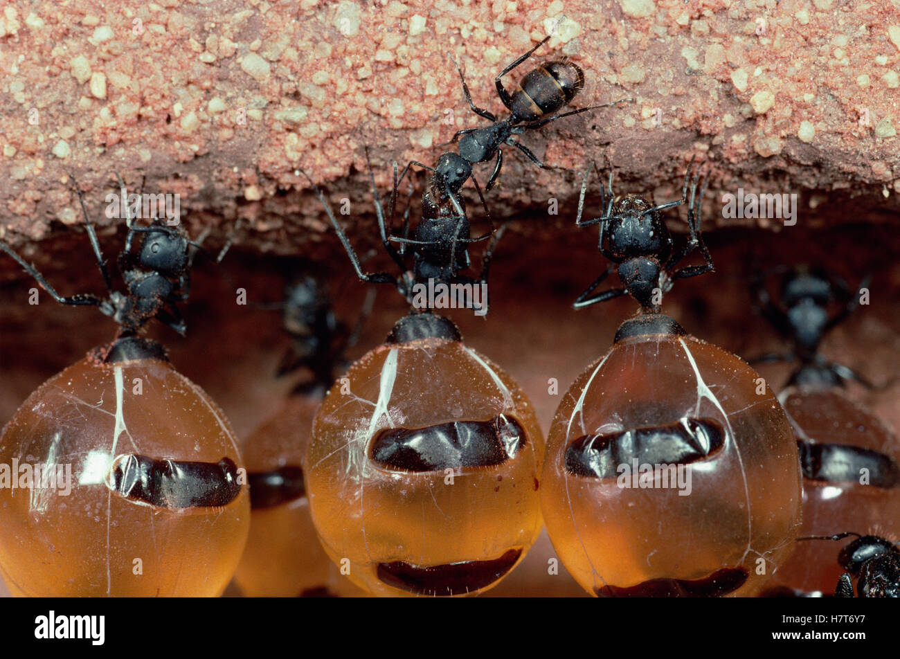 Carpenter Ant (Camponotus sp) repletes hanging from ceiling of larder ...