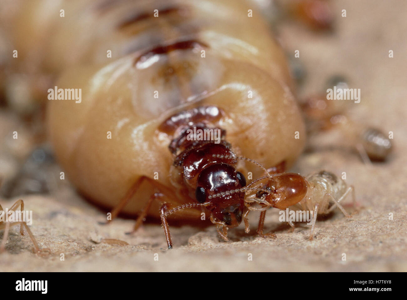 Termite (Macrotermes gilvus) primary queen surrounded by workers ...