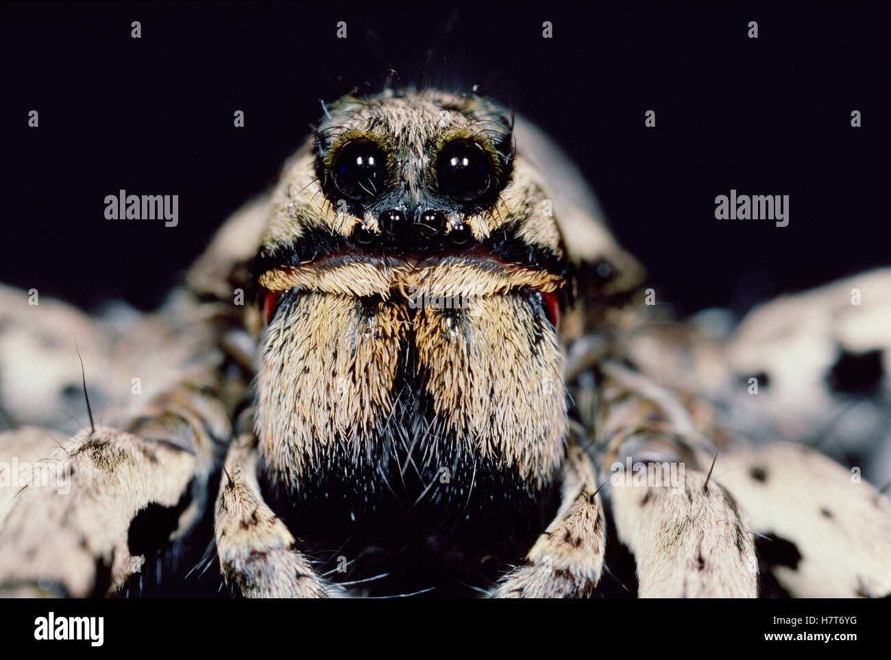 Close up of Trapdoor Spider, France Stock Photo - Alamy