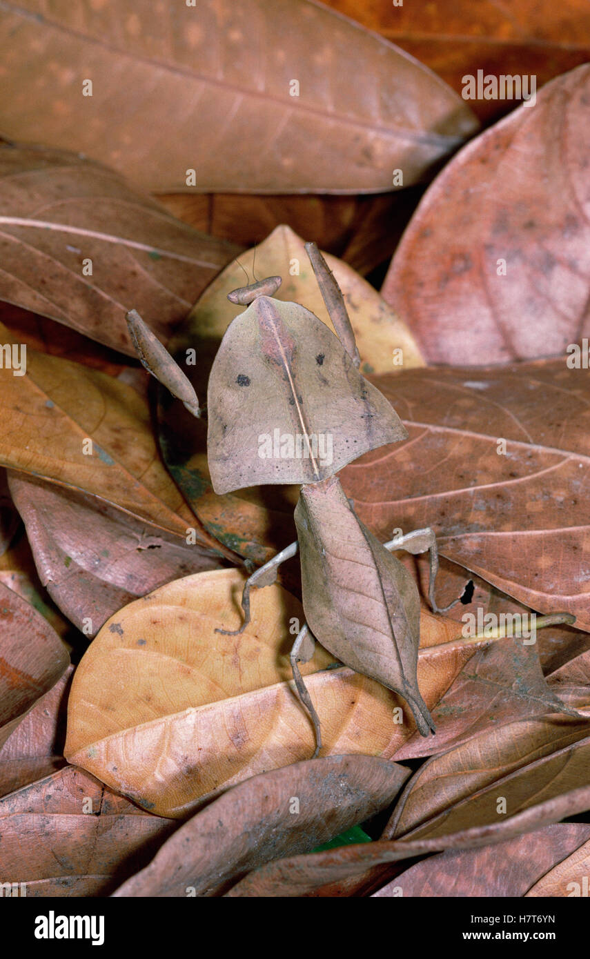 Brown Leaf Mantis (Deroplatys truncata) camouflaged against leaves on ...