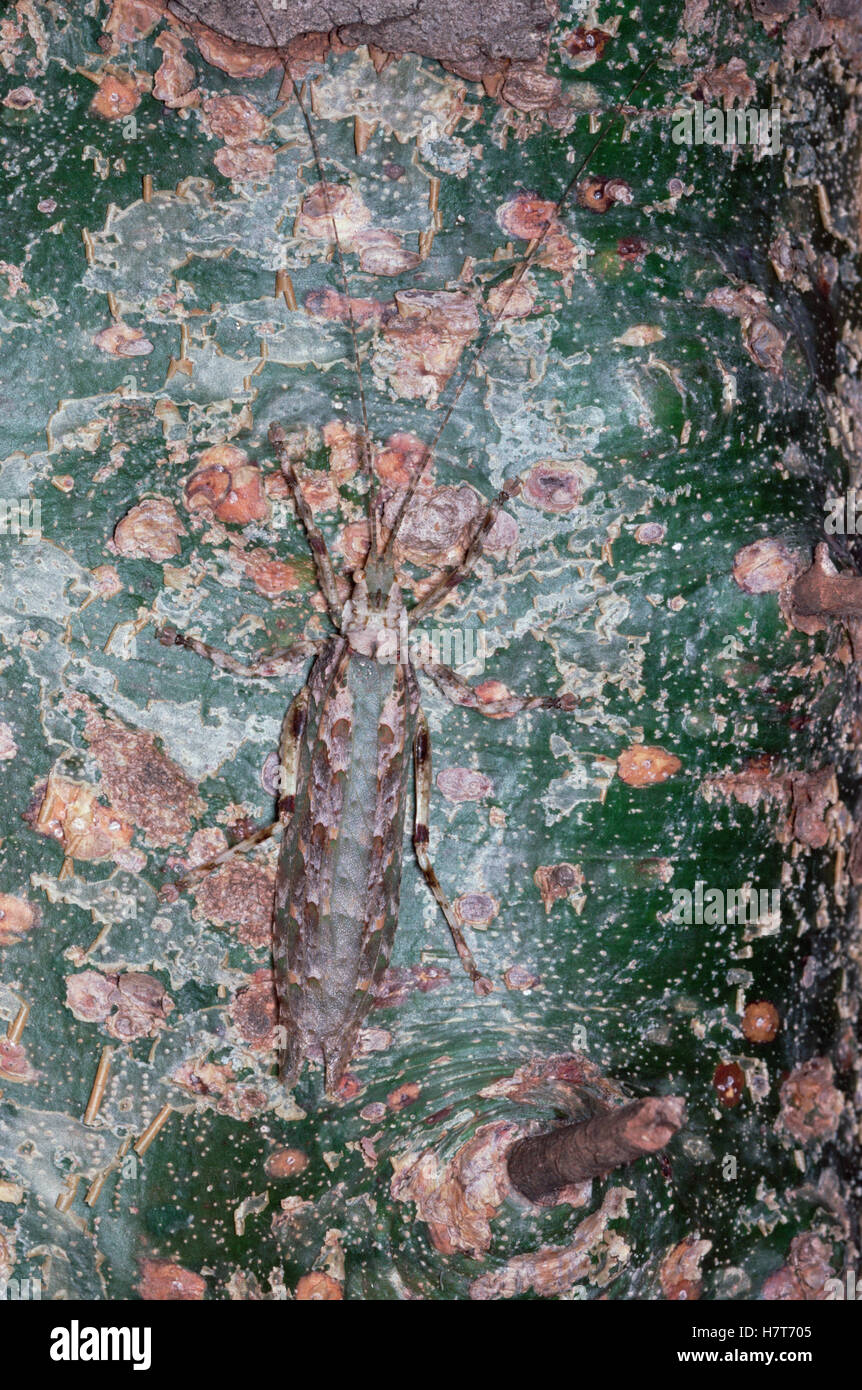 Insect, camouflaged on tree bark, Asia Stock Photo - Alamy