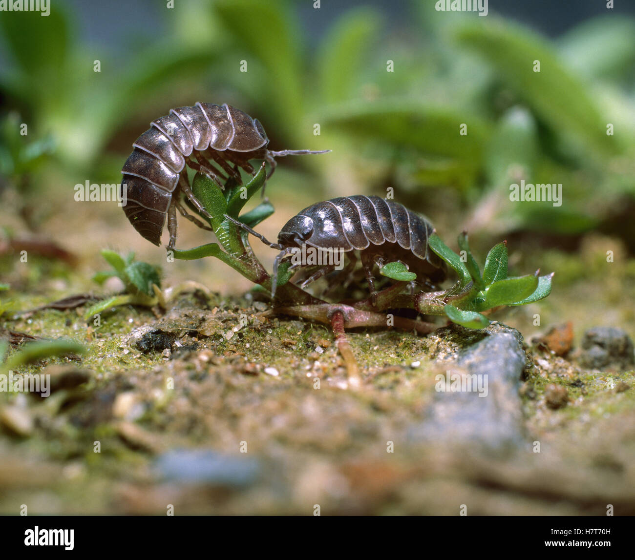 Common Pillbug (Armadillidium vulgare) pair of adults in garden, worldwide distribution Stock ...