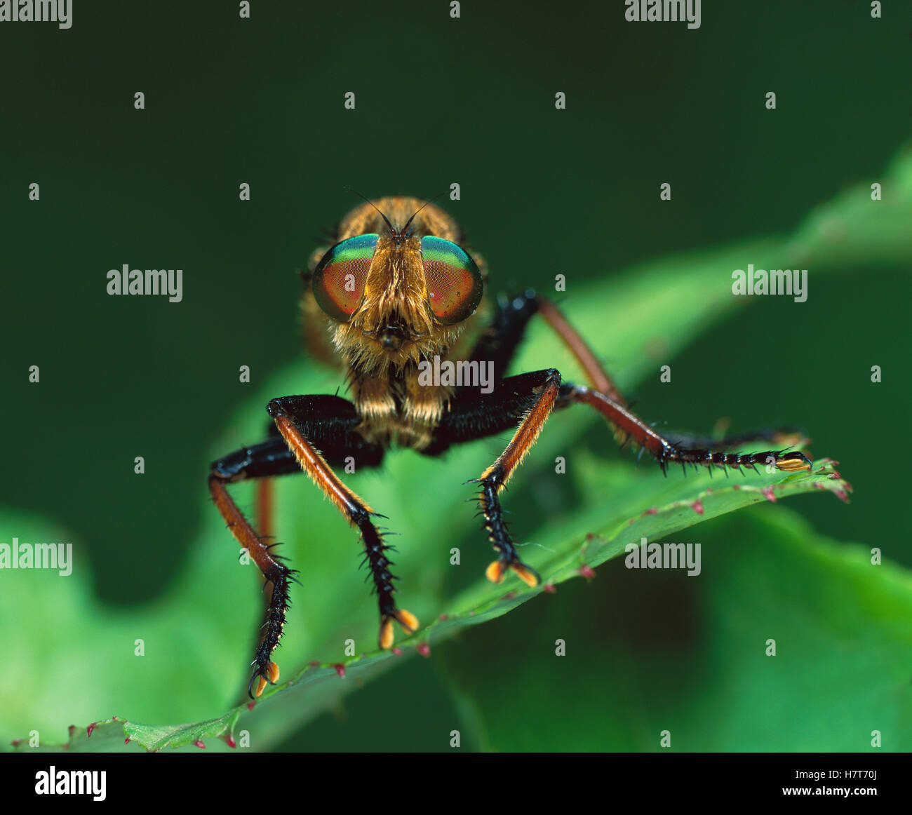 Robber Fly (Promachus yesonicus) close up portrait on leaf, Shiga ...