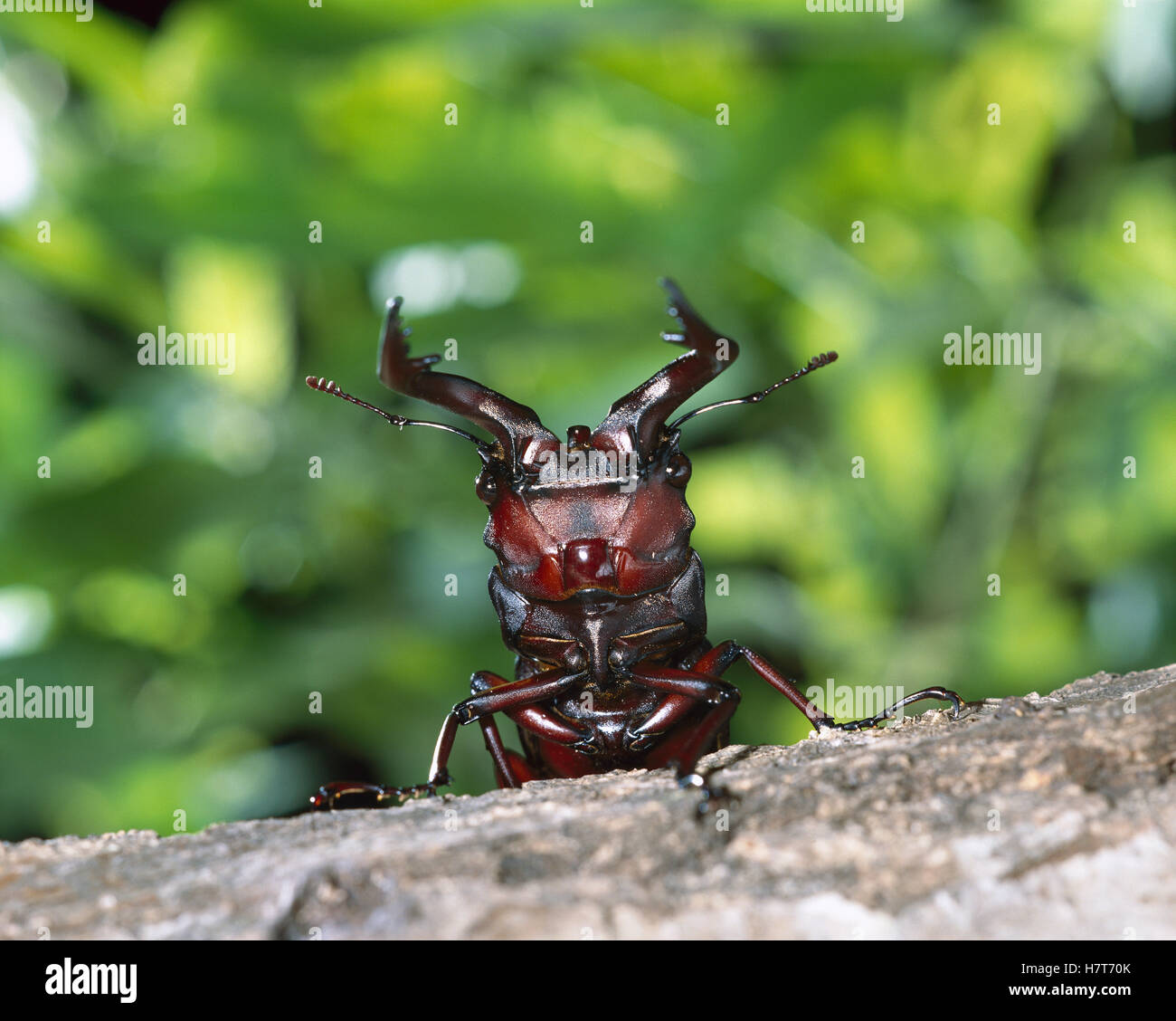 Saw Stag Beetle (Prosopocoilus inclinatus) close up portrait of adult ...