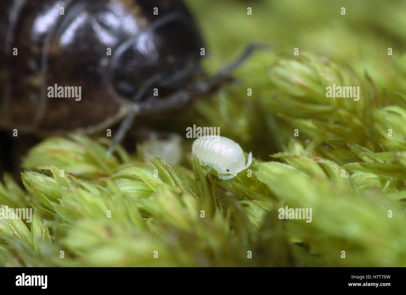 Common Pillbug (Armadillidium vulgare) adult with young individual ...