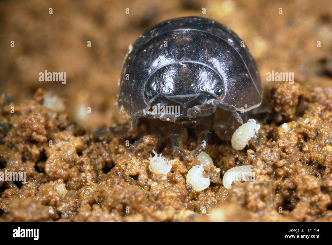 Common Pillbug (Armadillidium vulgare) mother and young called manca ...
