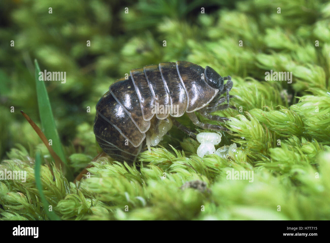 Common Pillbug (Armadillidium vulgare) mother and young called manca ...