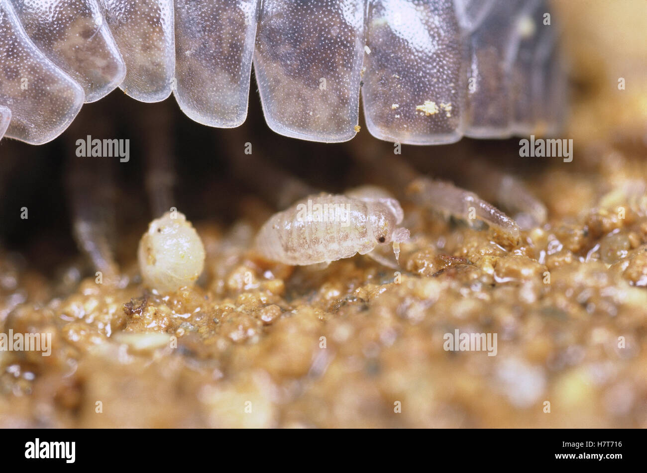 Common Pillbug (Armadillidium vulgare) mother and young called manca ...
