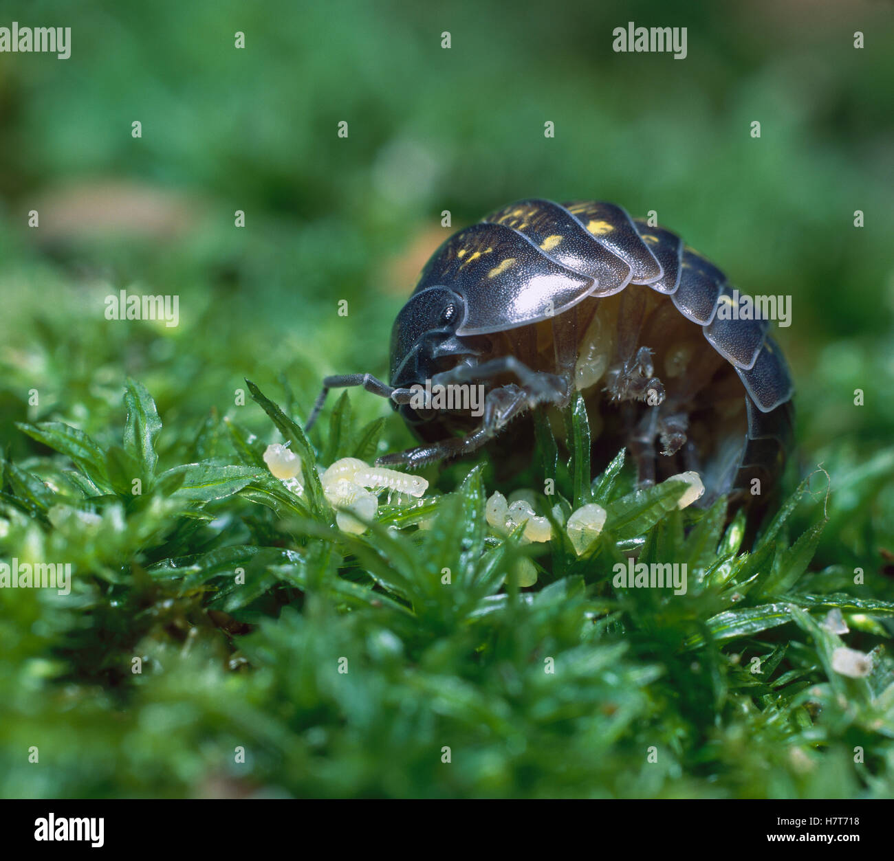 Common Pillbug (Armadillidium vulgare) mother and young called manca ...