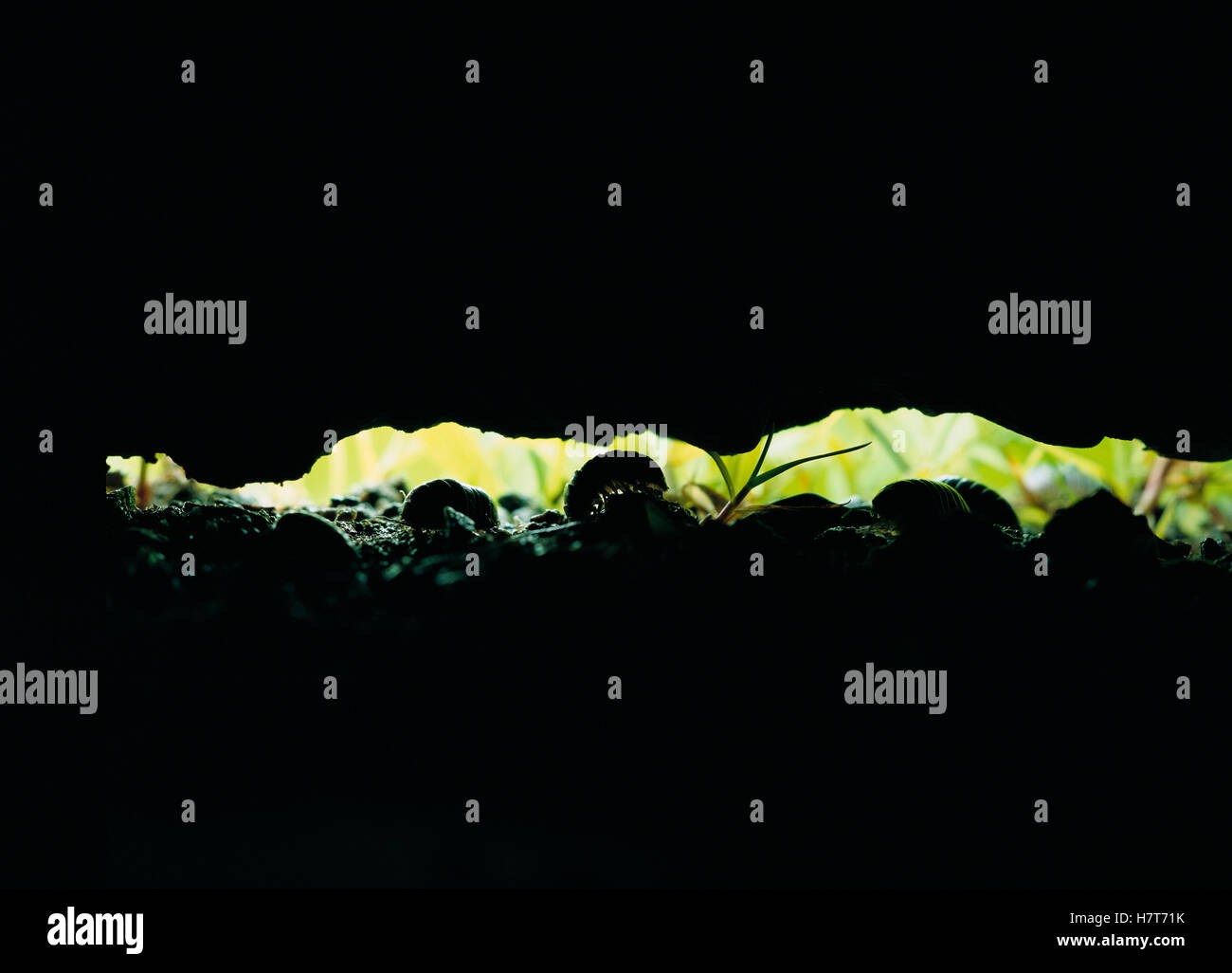 Common Pillbug (Armadillidium vulgare) group living under a log in ...