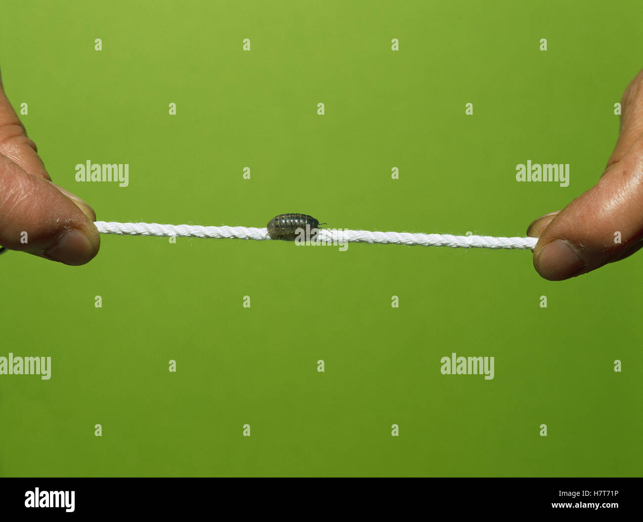 Common Pillbug (Armadillidium vulgare) balancing on string, worldwide ...