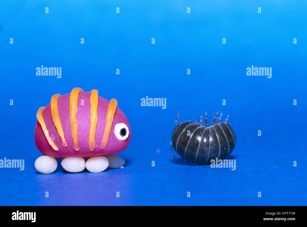 Common Pillbug (Armadillidium vulgare) rolling into a ball beside a toy ...