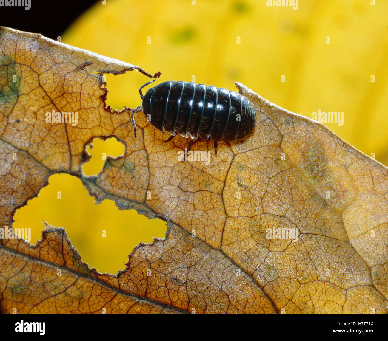 Common Pillbug (Armadillidium vulgare) feeding on leaf, worldwide ...