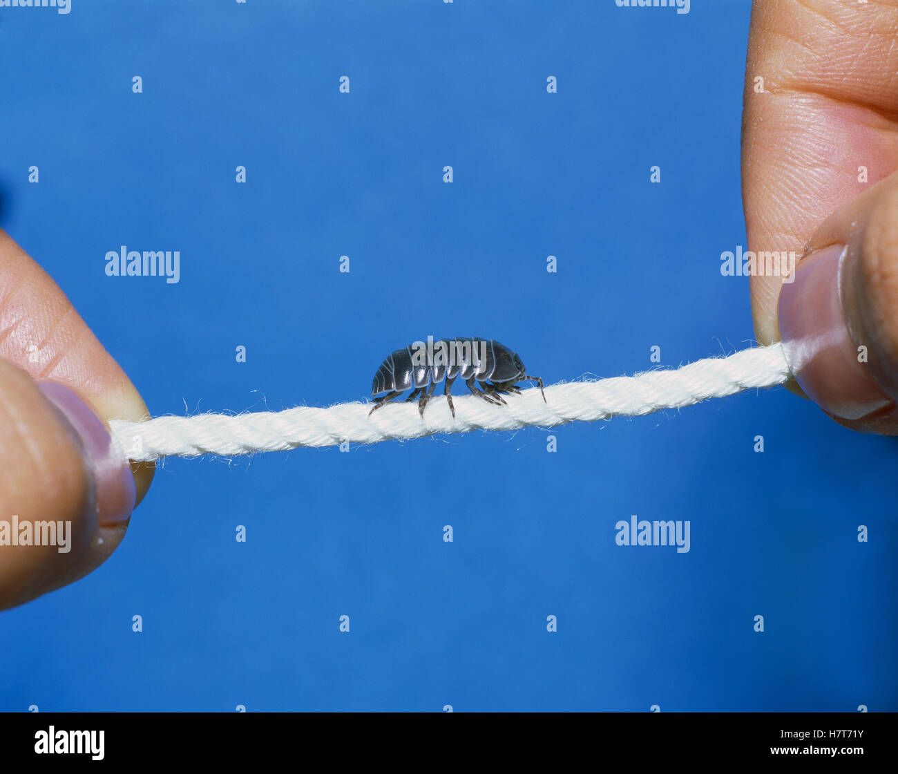 Common Pillbug (Armadillidium vulgare) balancing on string, worldwide ...