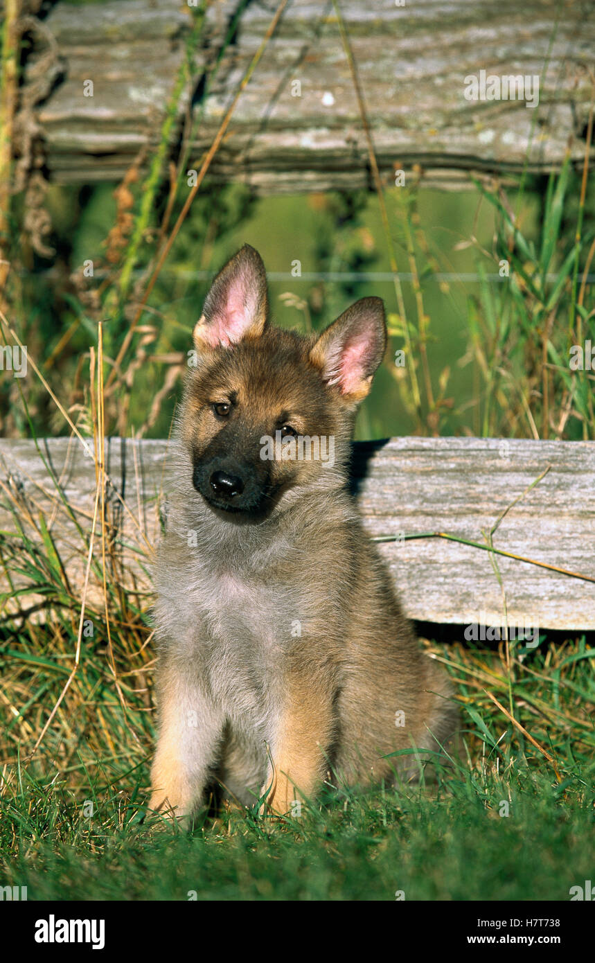 German Shepherd (Canis familiaris) puppy sitting in grass in front of a ...