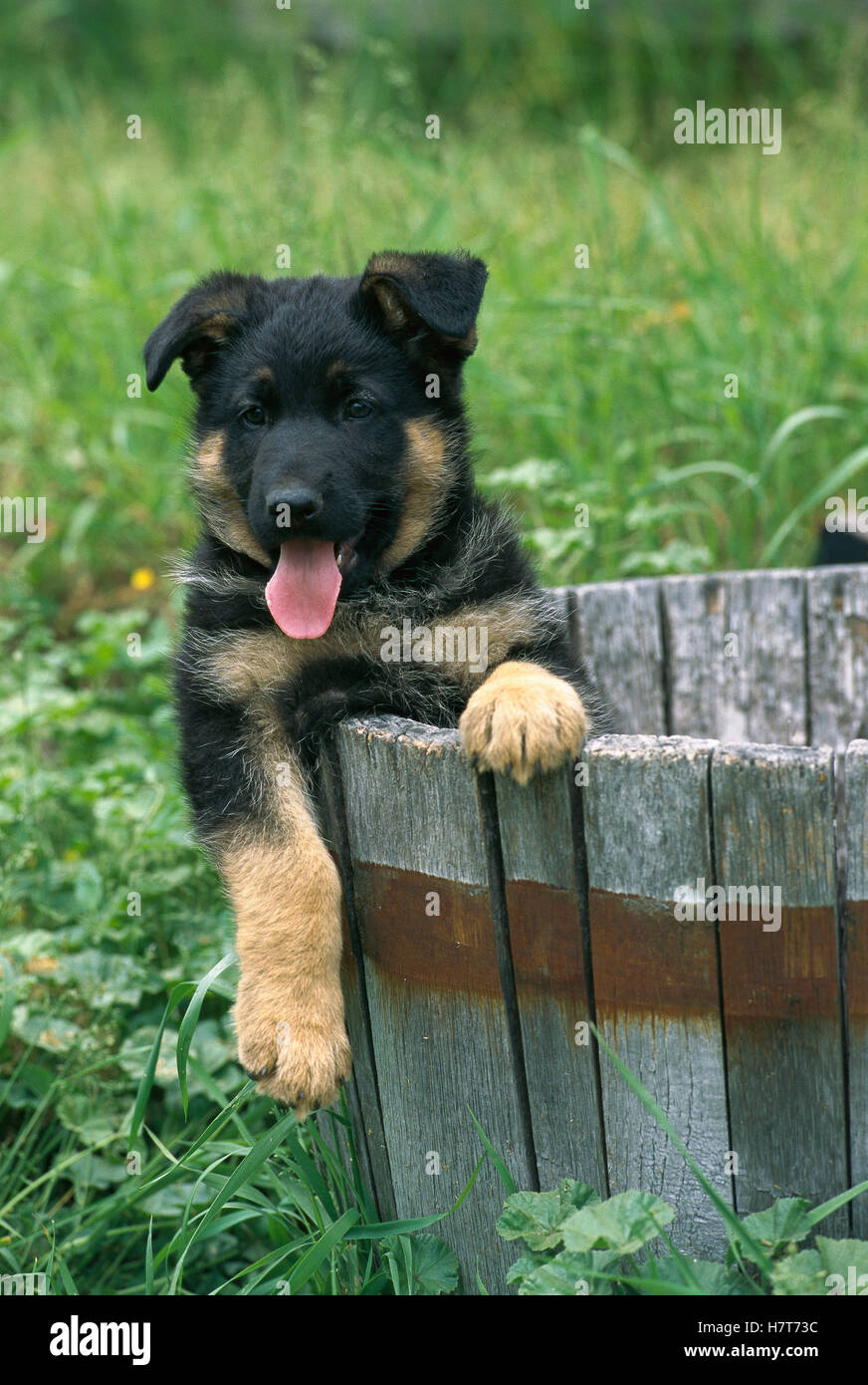 German Shepherd (Canis familiaris) puppy in planter Stock Photo - Alamy