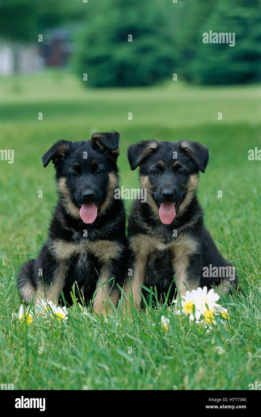 German Shepherd (Canis familiaris) portrait of two puppies sitting ...