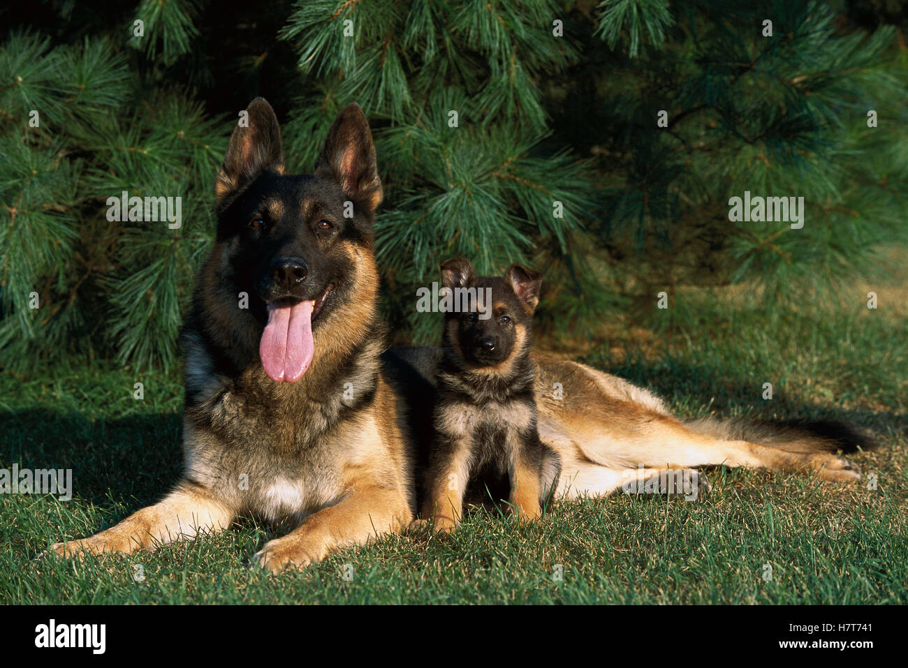 German Shepherd (Canis familiaris) mother with puppy resting on grassy ...