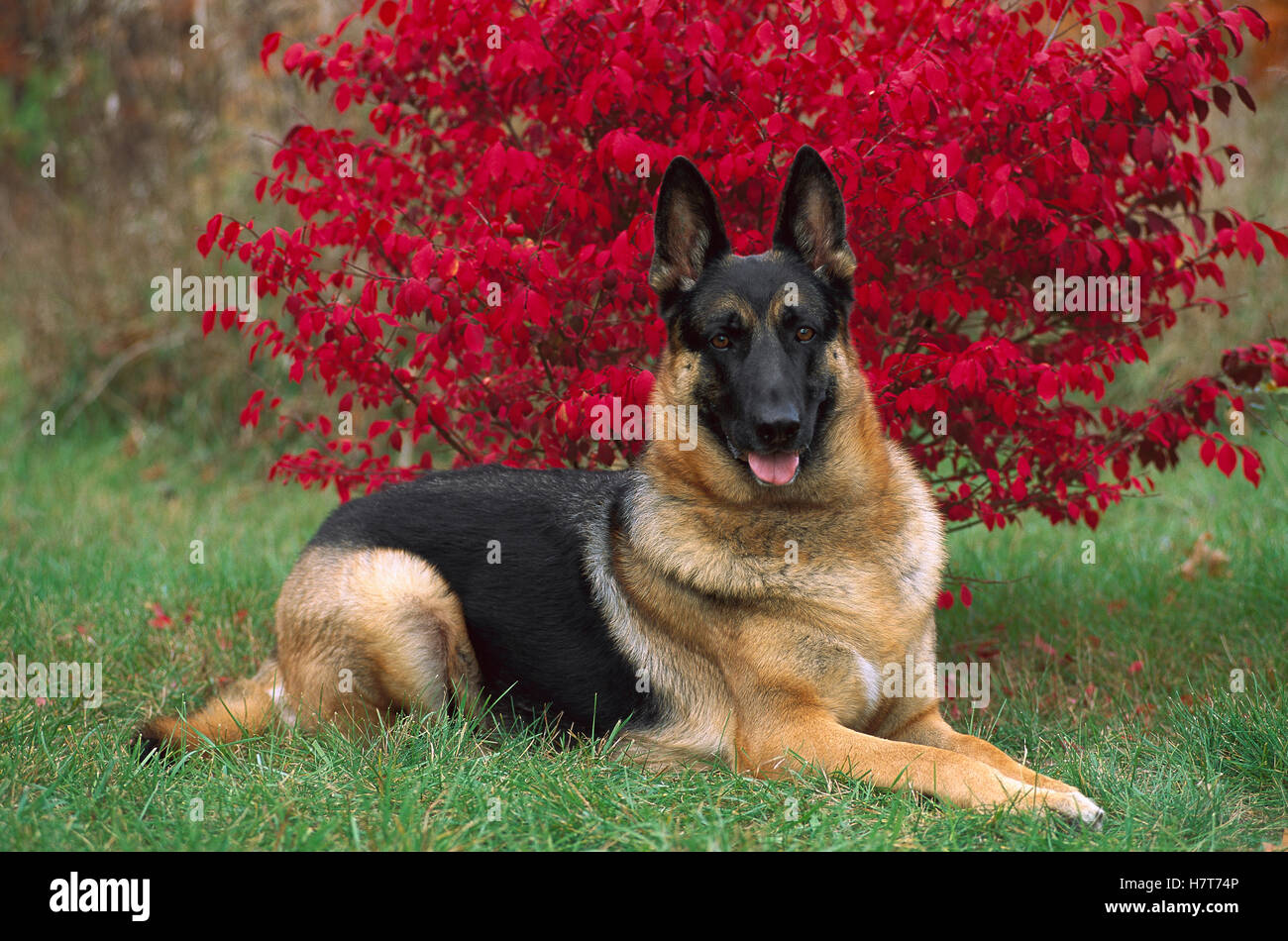 German Shepherd (Canis familiaris) adult resting in grass in front of ...