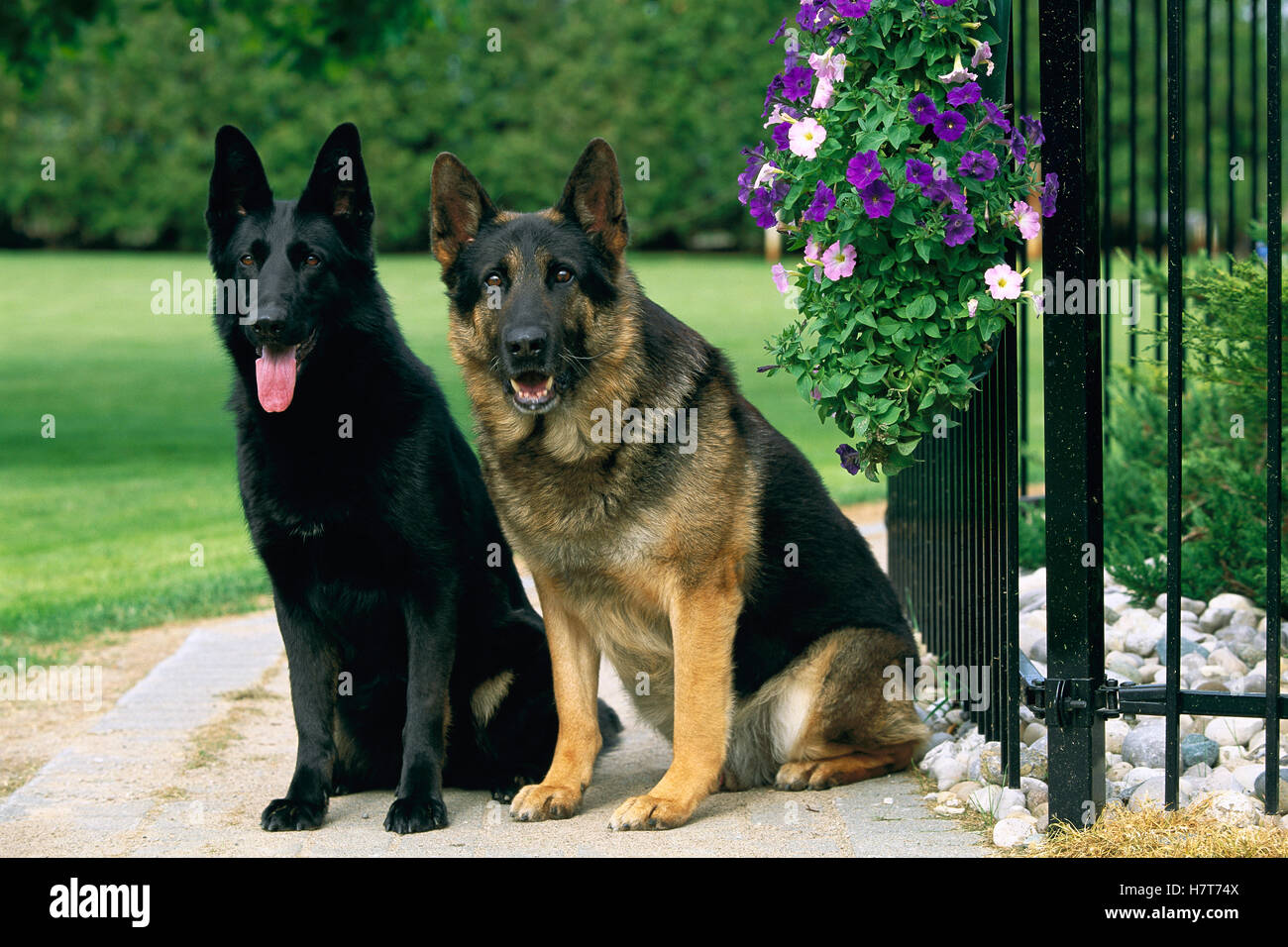 German Shepherd (Canis familiaris) two adults sitting together, one ...
