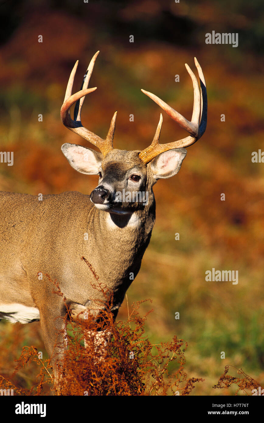 White-tailed Deer (Odocoileus virginianus) portrait of a large buck ...